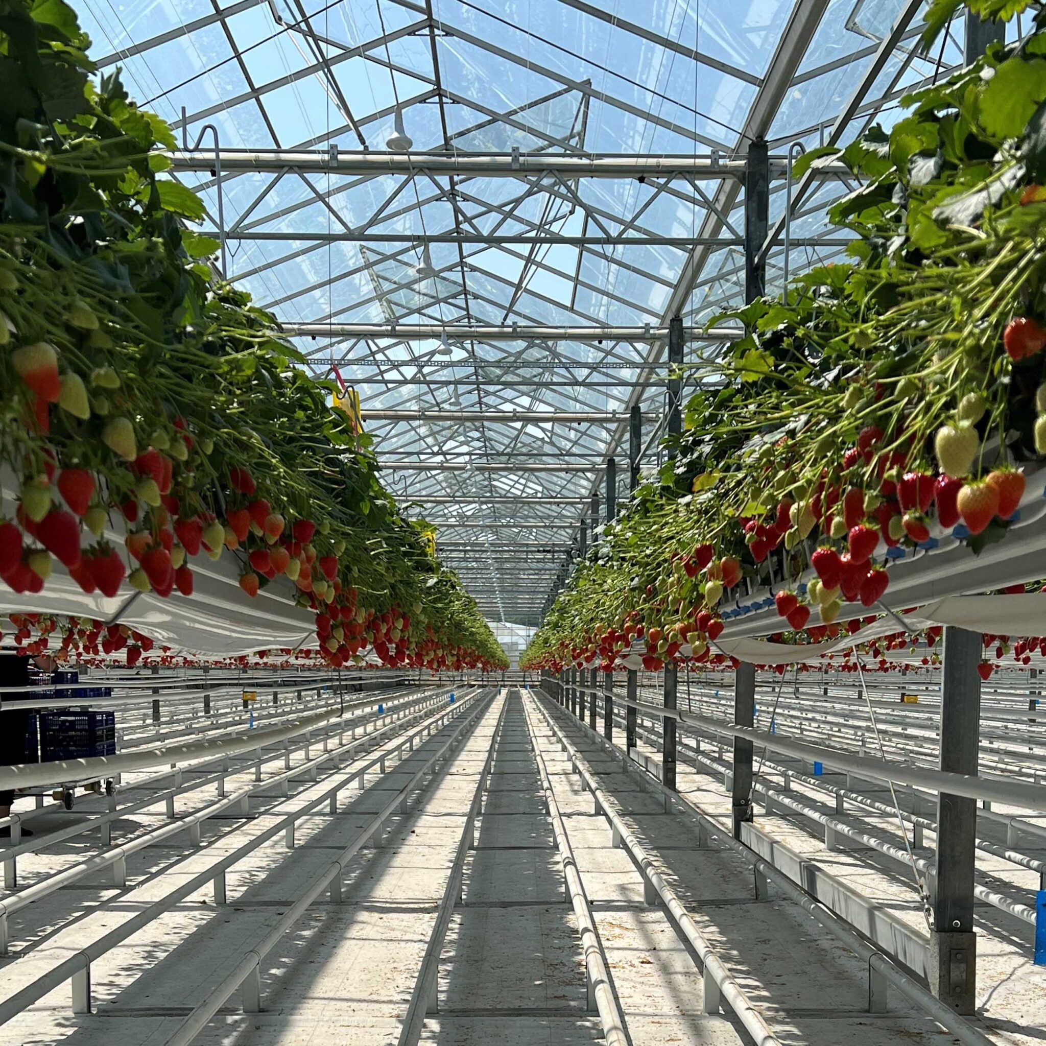 A year at Charltons - Charltons Farms
